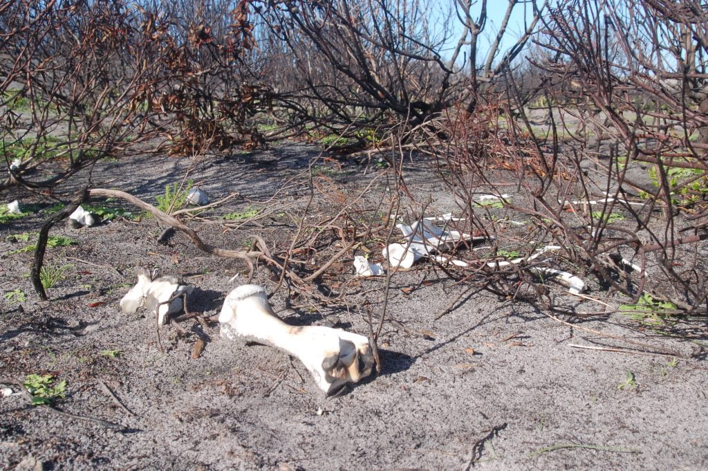 FYNBOS AND FIRE: WHY DOES IT BURN? - The Fynbos Guy