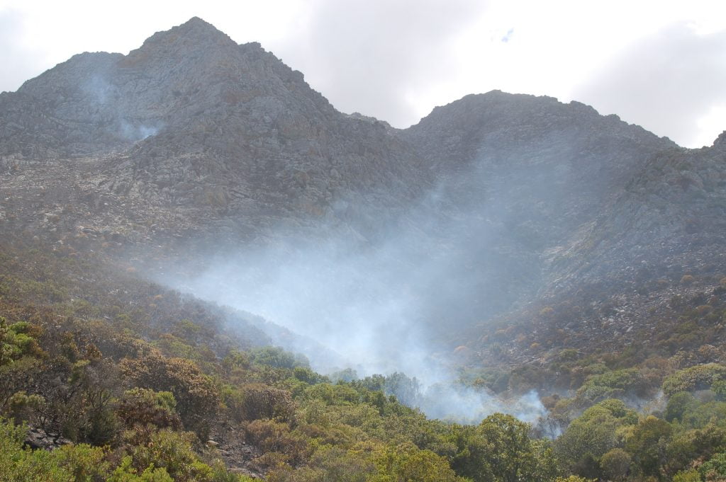 FYNBOS AND FIRE: WHY DOES IT BURN? - The Fynbos Guy