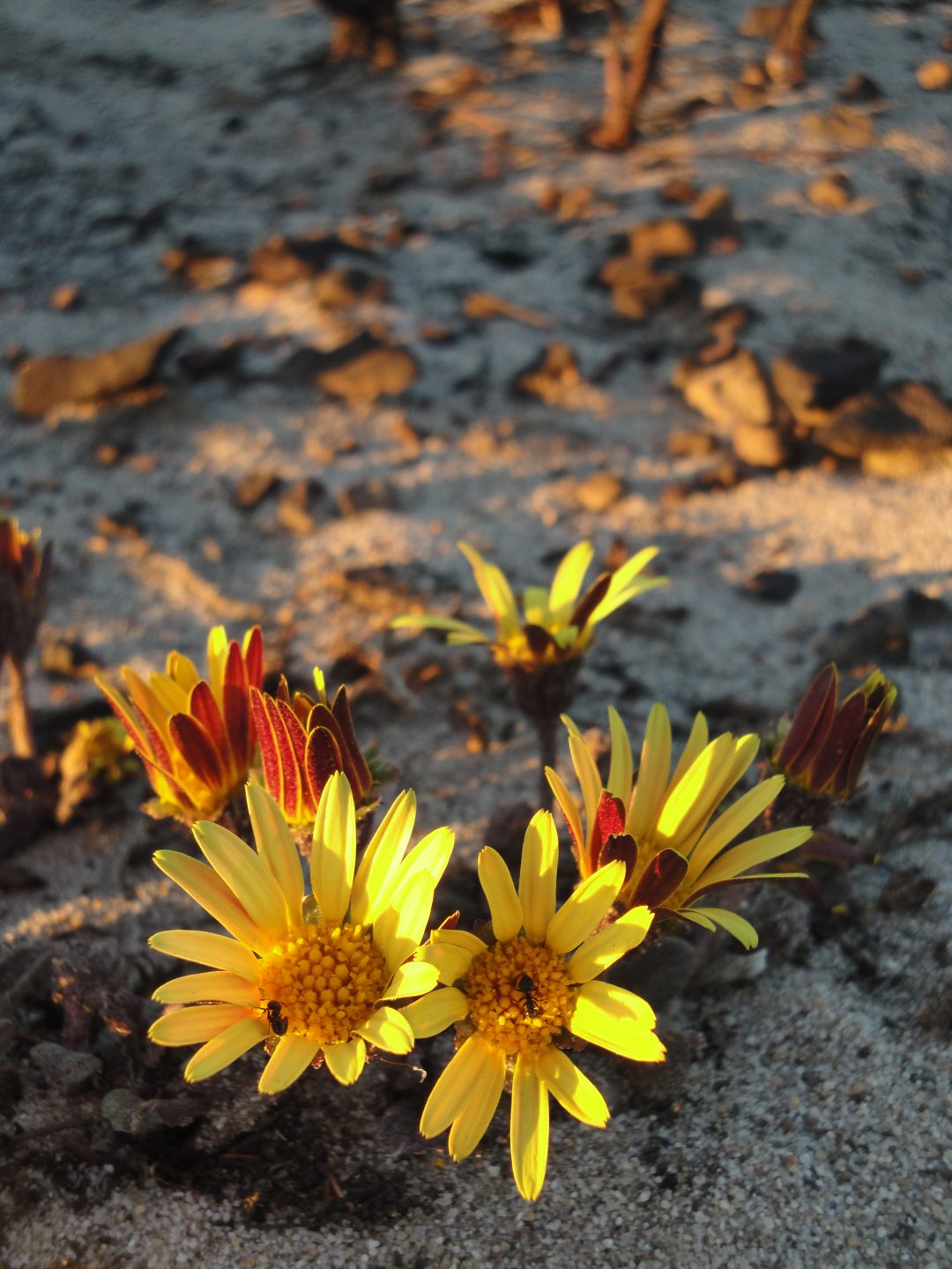 FYNBOS AND FIRE: WHY DOES IT BURN? - The Fynbos Guy