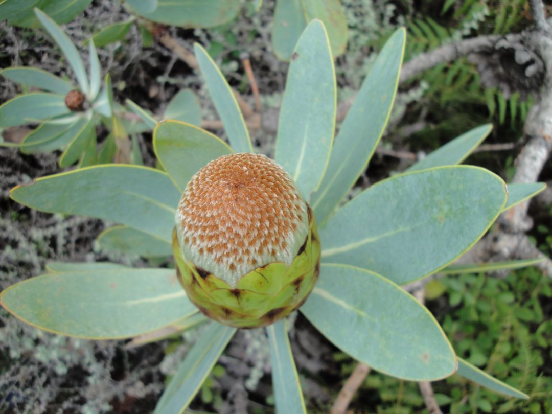 Nature's Supermarket | Traditional Uses Of Fynbos | Blog | The Fynbos Guy